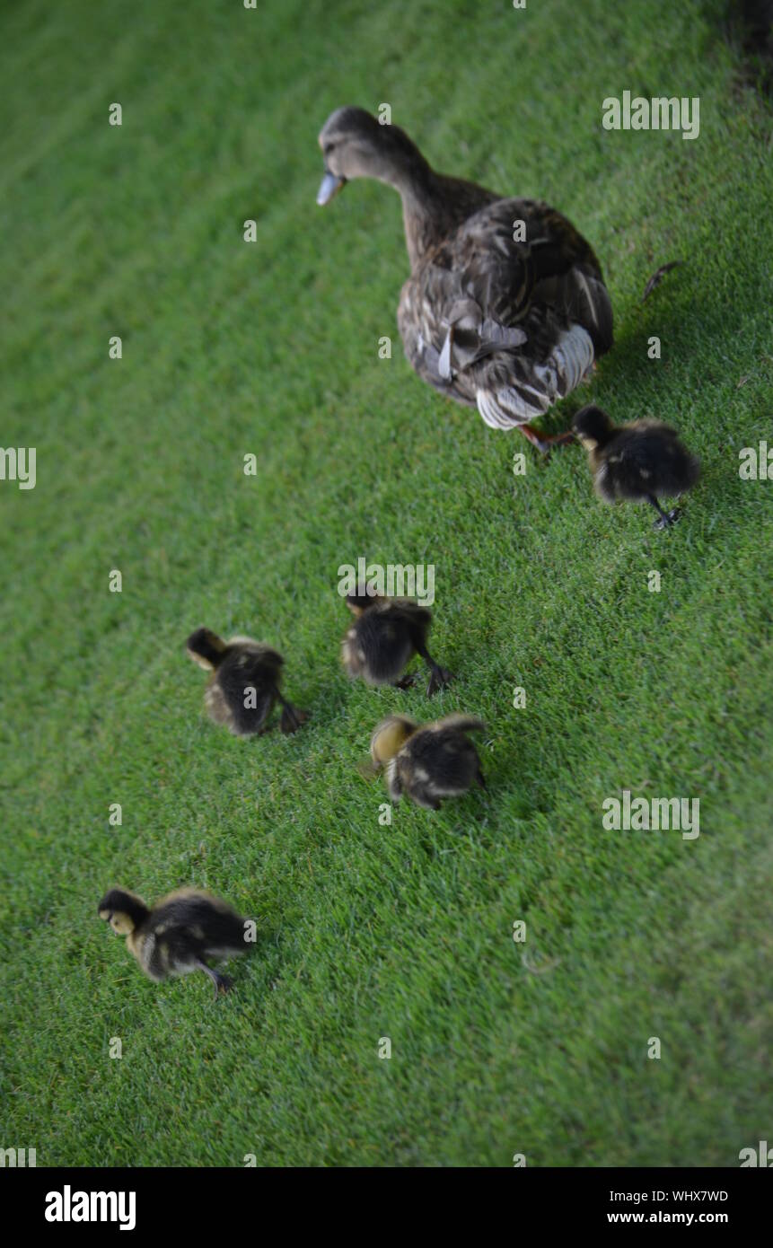 Ducklings Walking High Resolution Stock Photography and Images - Alamy