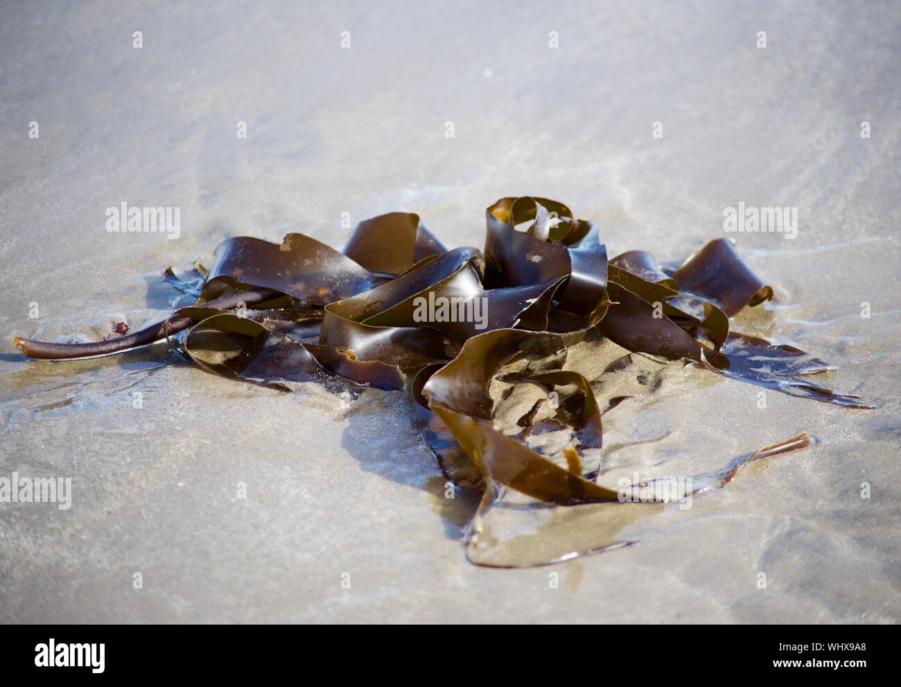 Kelp (Oarweed) on sandy beach Stock Photo - Alamy