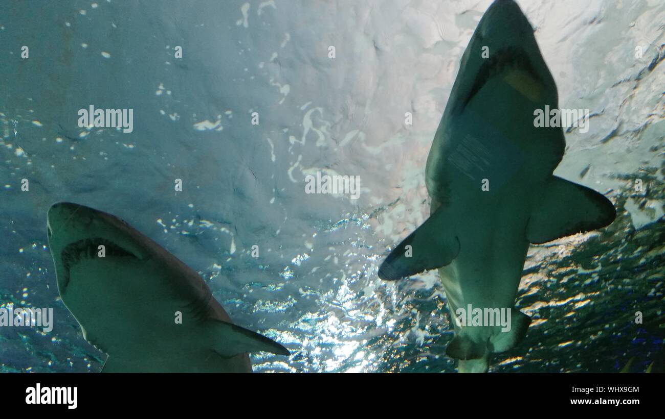 Two Sharks Swimming High Resolution Stock Photography and Images - Alamy