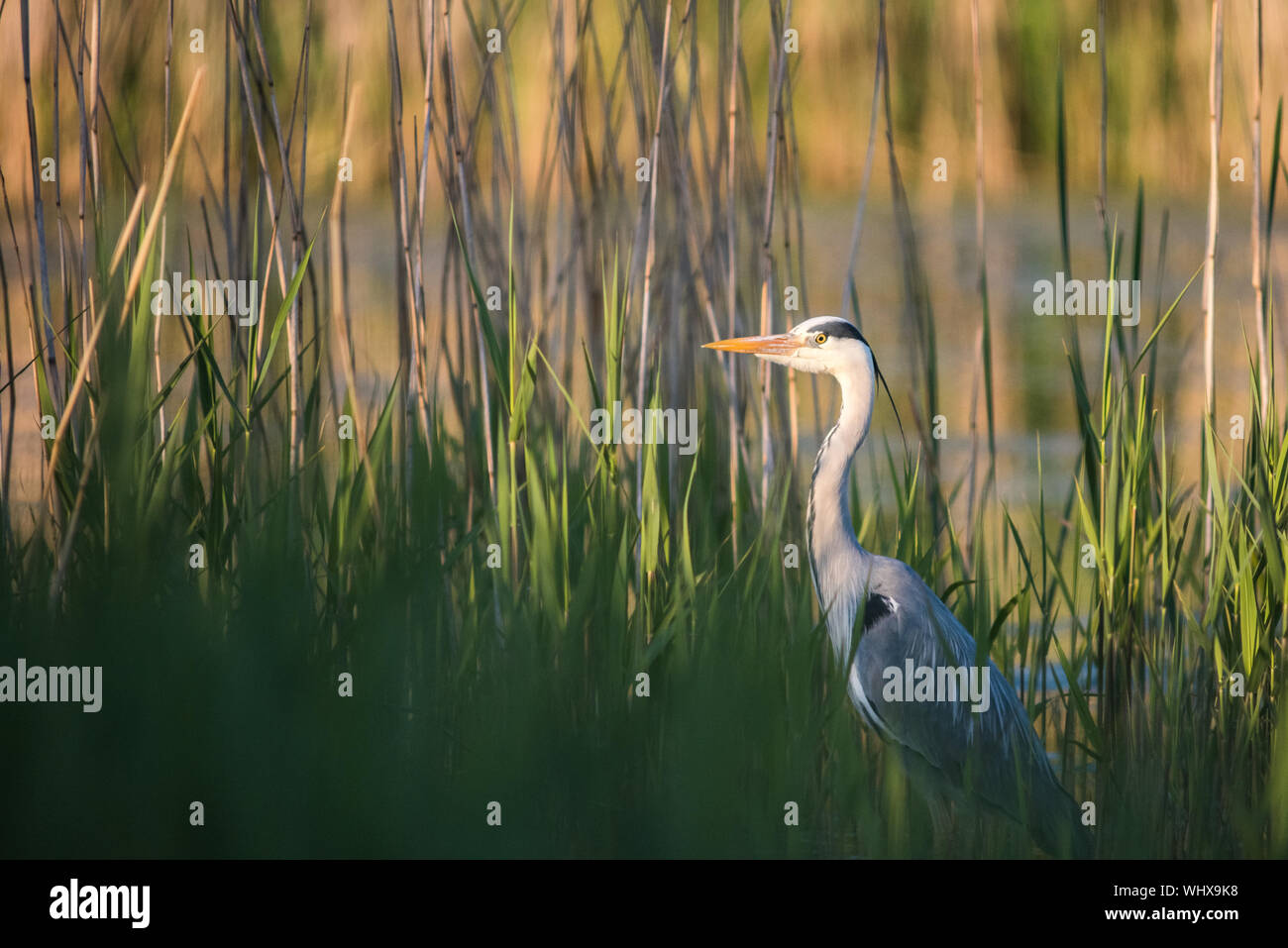 Golden light hi-res stock photography and images - Alamy