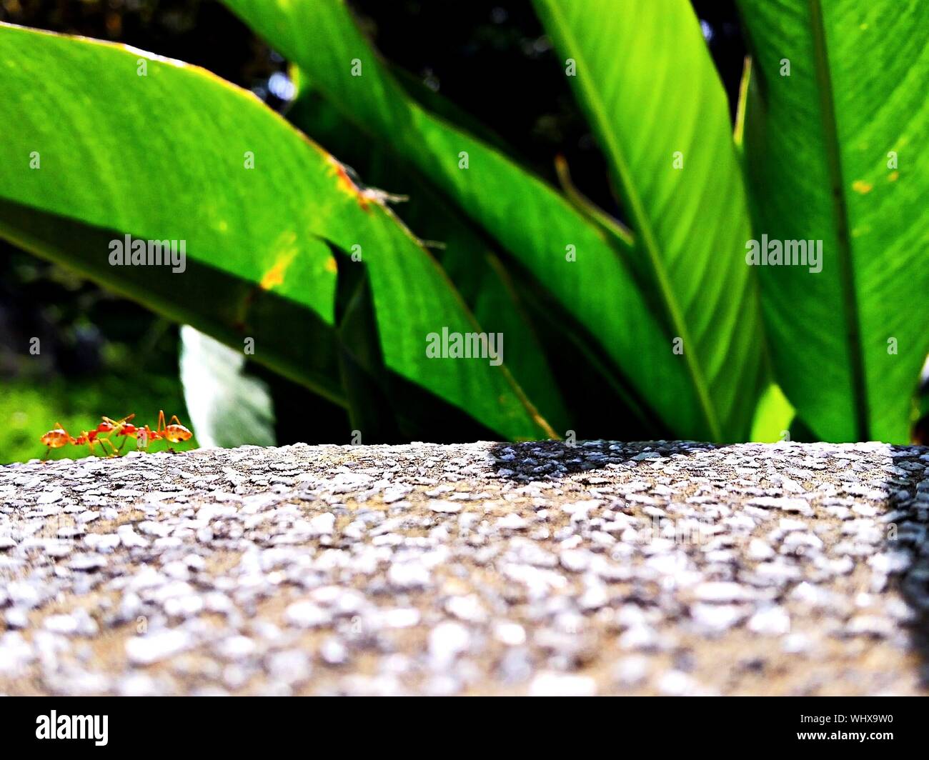 Fire pathway hi-res stock photography and images - Alamy