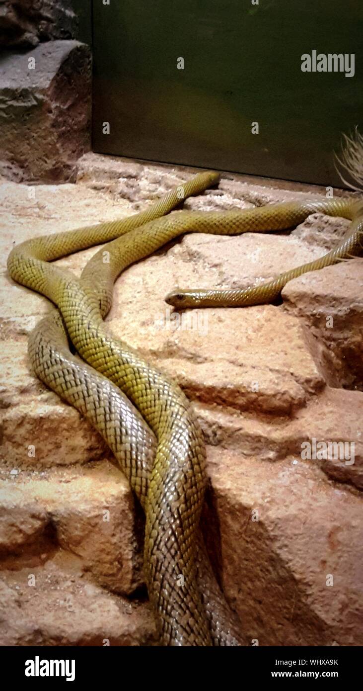 Snakes in zoo hi-res stock photography and images - Alamy