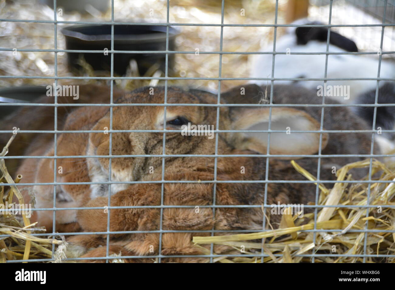 Rabbit cage hi-res stock photography and images - Alamy