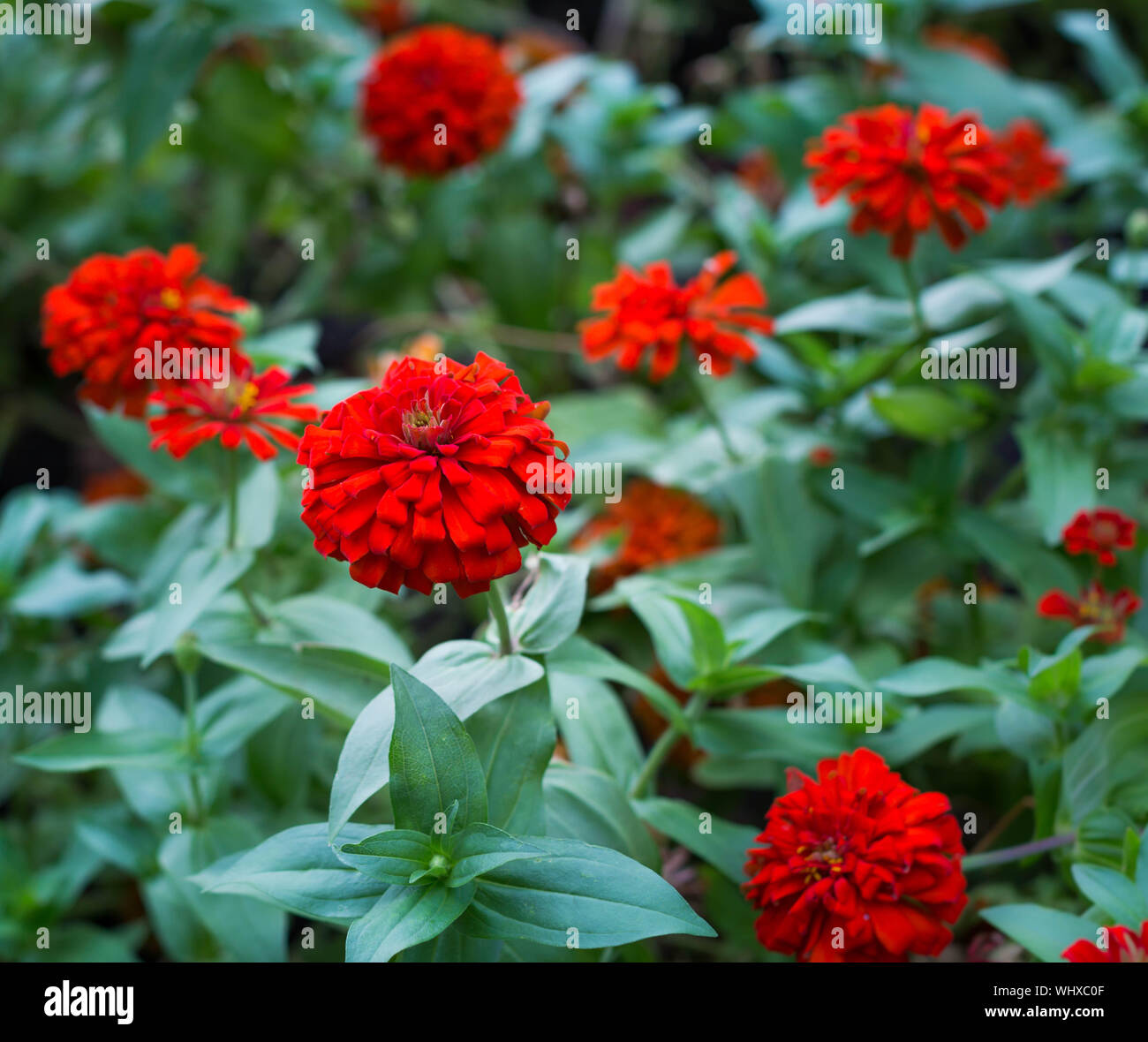 Closeup of a beautiful red Zinnias in the wild, (zinnia Elegans ...