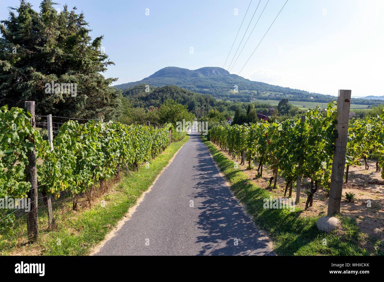 View of the Badacsony mountain from Gulacs, Hungary Stock Photo - Alamy
