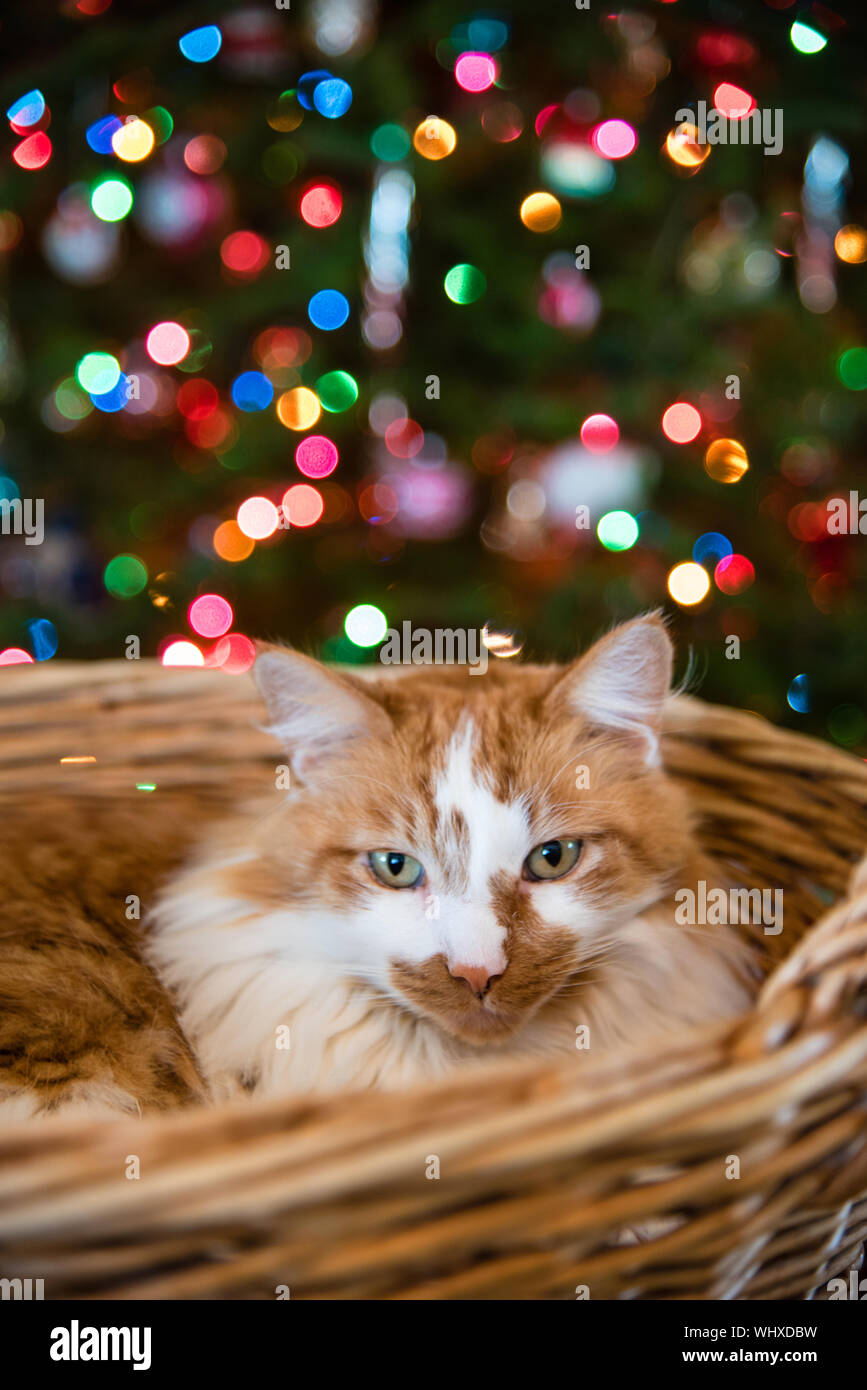 Close up christmas tree lights cat hi-res stock photography and images ...