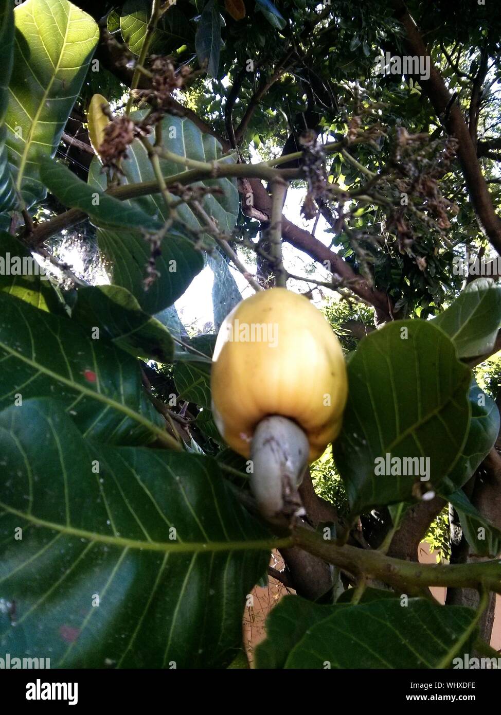 Cashew tree leaf hi-res stock photography and images - Alamy