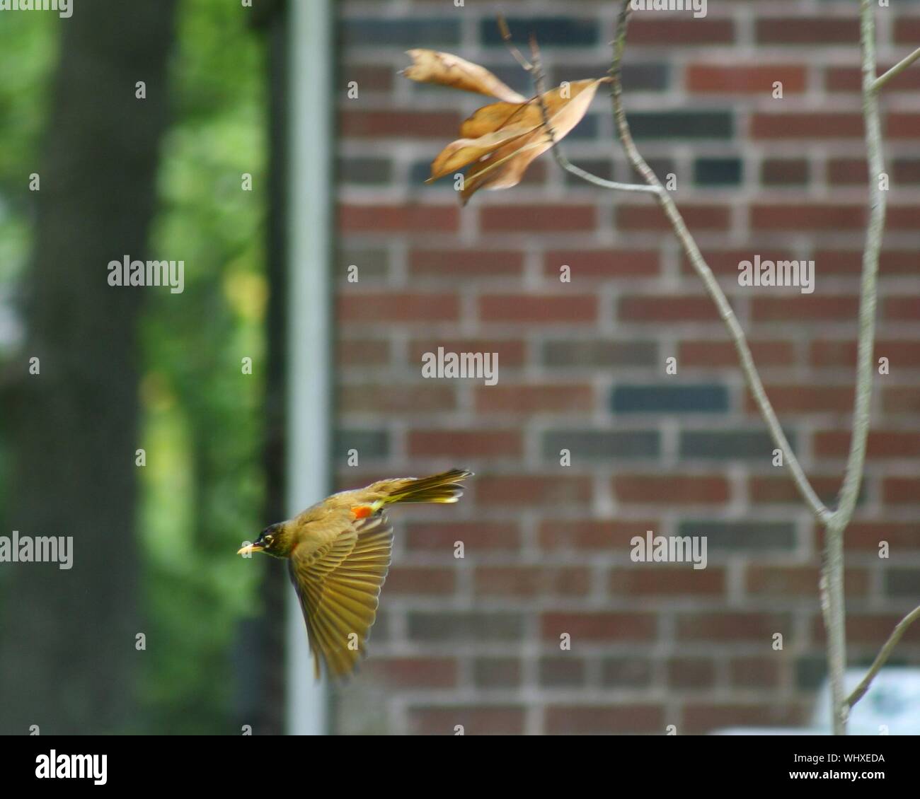 The flying brick hi-res stock photography and images - Alamy