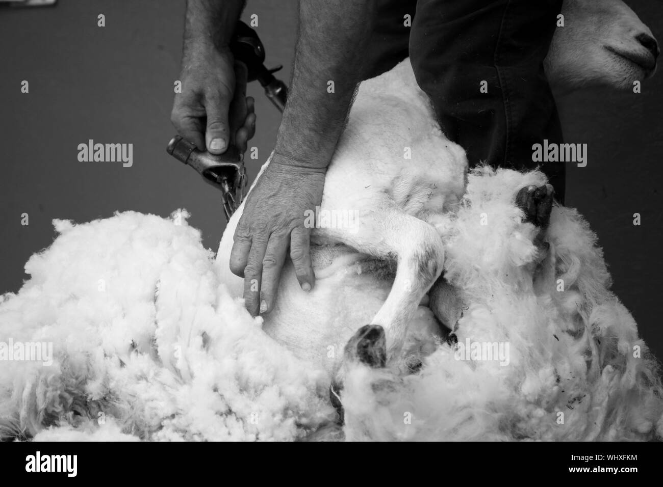 Hand sheep shearing hi-res stock photography and images - Alamy