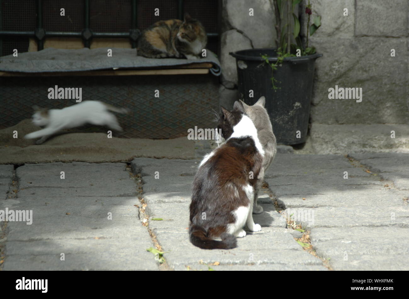 Another cat hi-res stock photography and images - Alamy