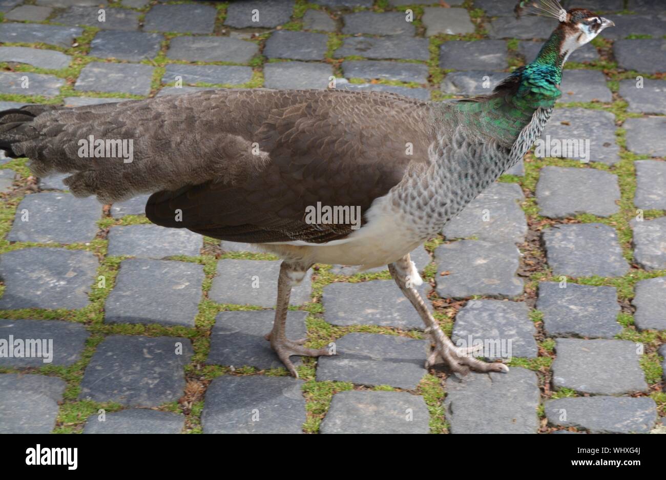 Peacock side walking hi-res stock photography and images - Alamy