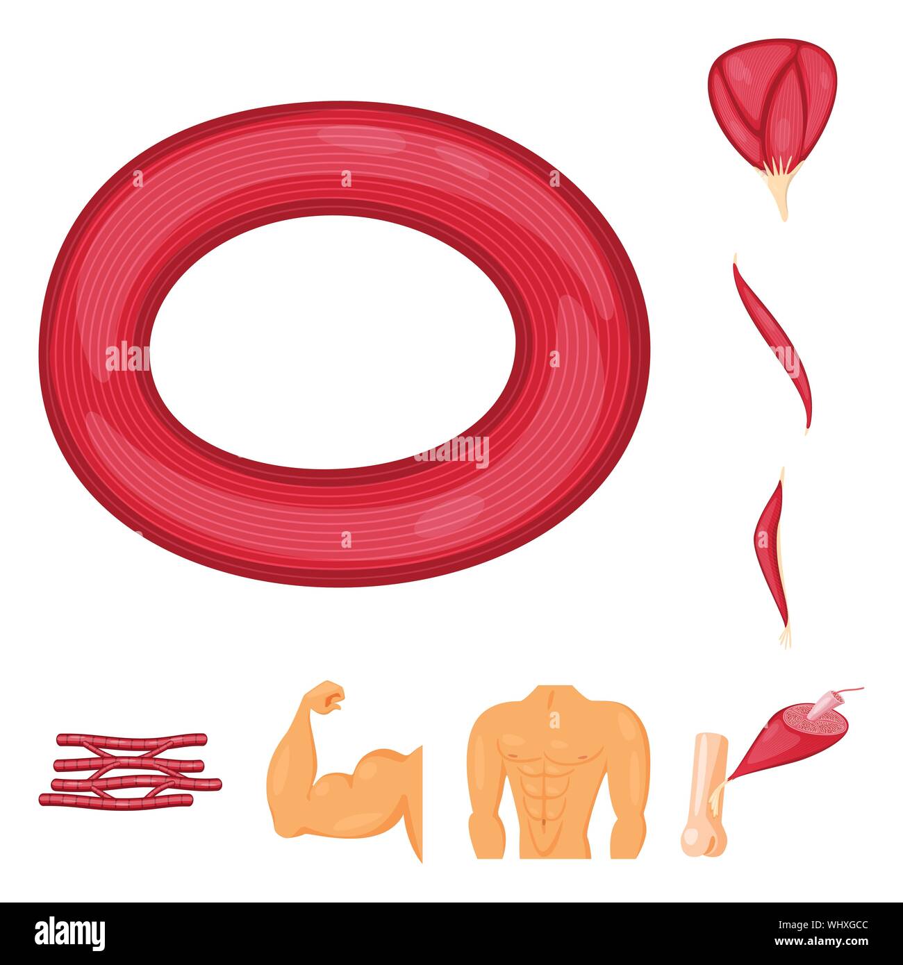 Isolated object of muscle and cells icon. Set of muscle and anatomy ...