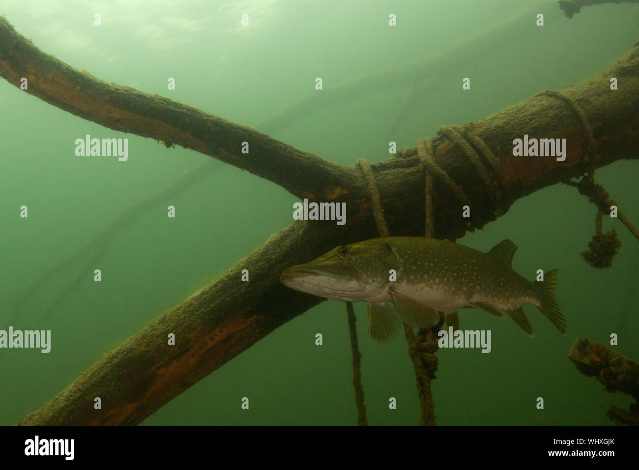 Fallen in swimming hi-res stock photography and images - Alamy