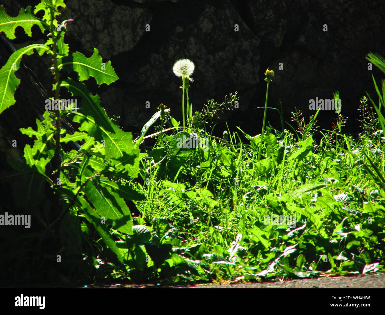 Dandelion field botany hi-res stock photography and images - Alamy