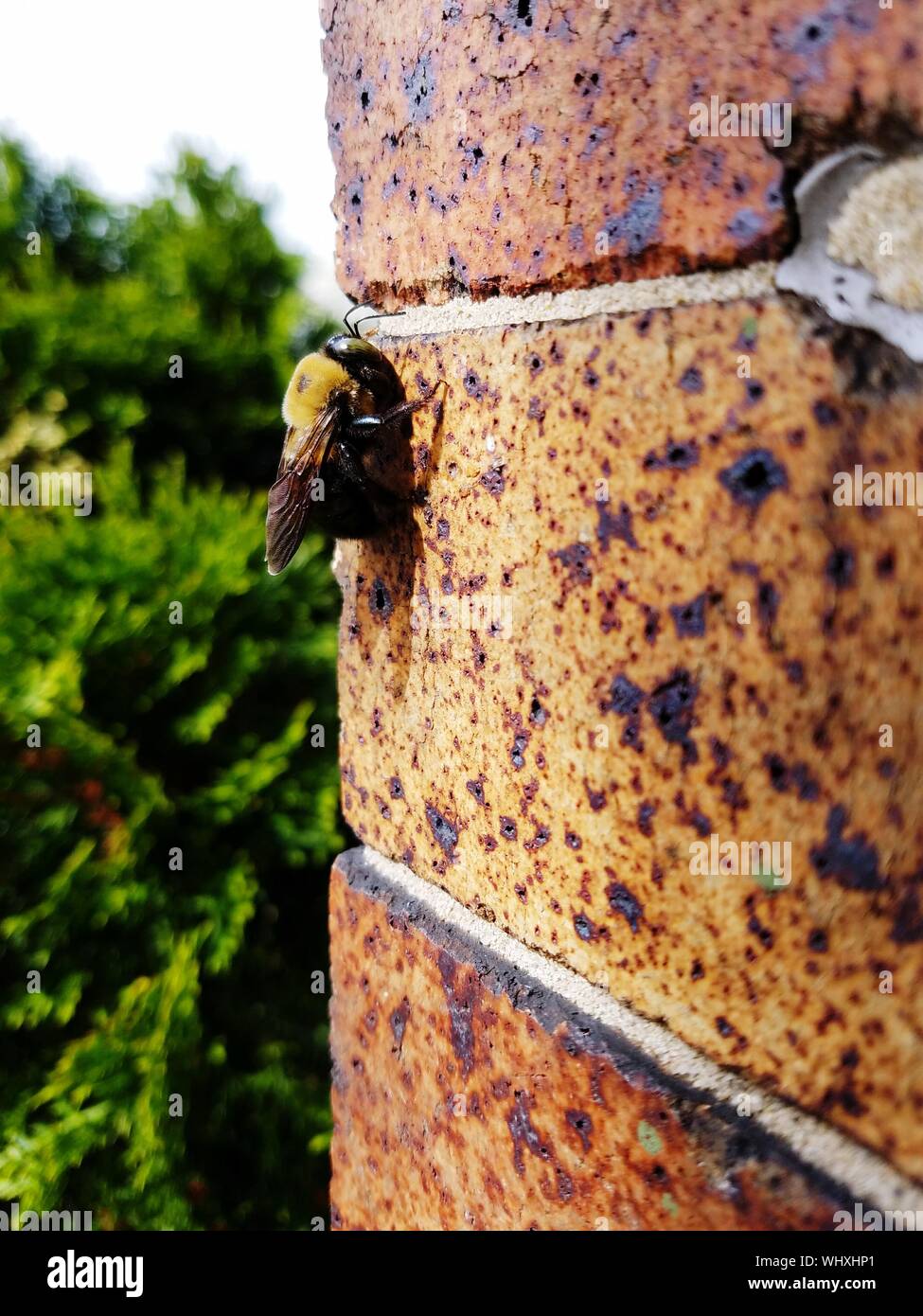 Wild bee wall hi-res stock photography and images - Alamy