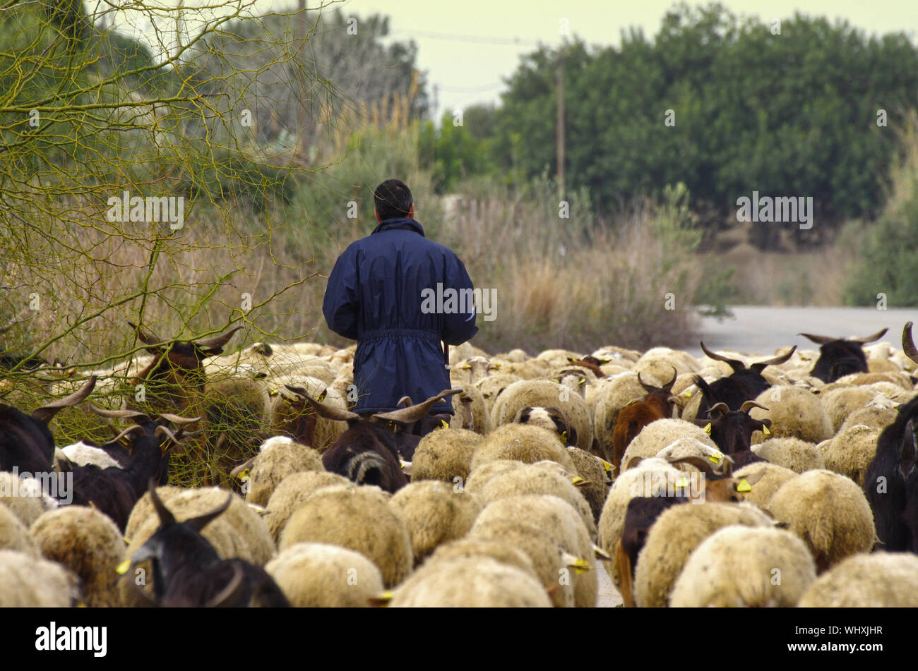 Herder Sheep High Resolution Stock Photography and Images - Alamy
