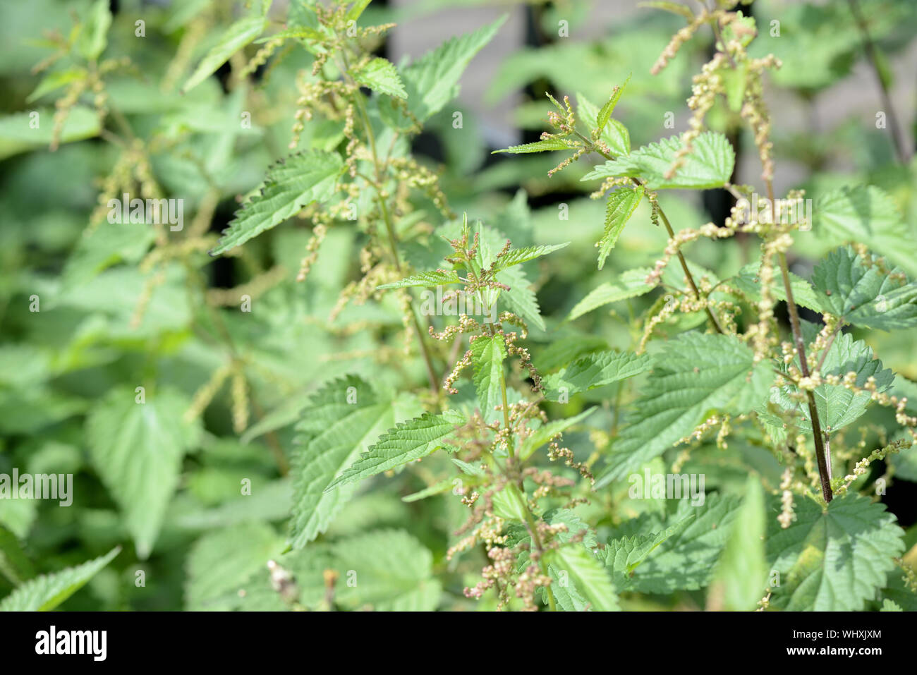 Green common nettle hi-res stock photography and images - Alamy