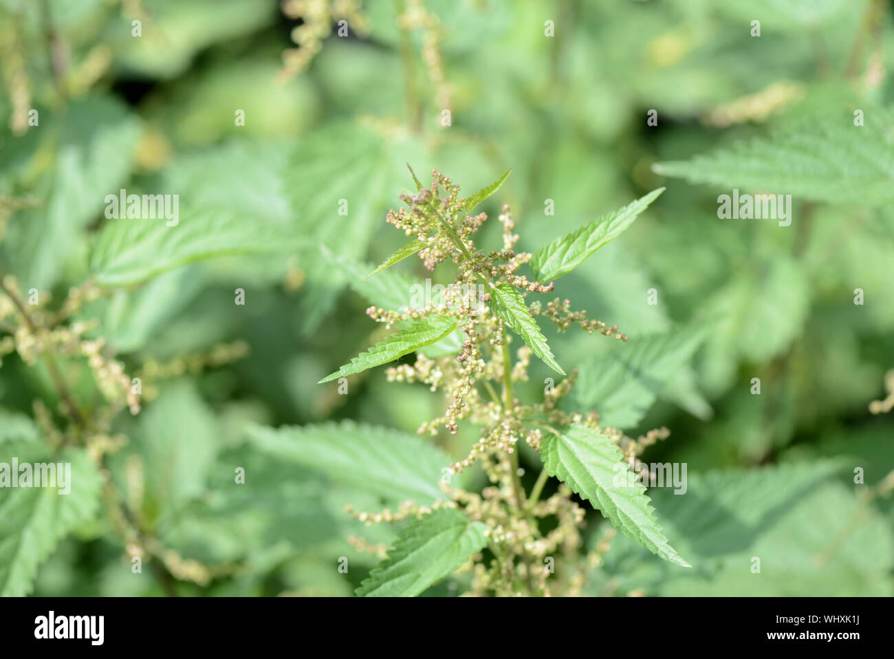 Green nettle hi-res stock photography and images - Alamy