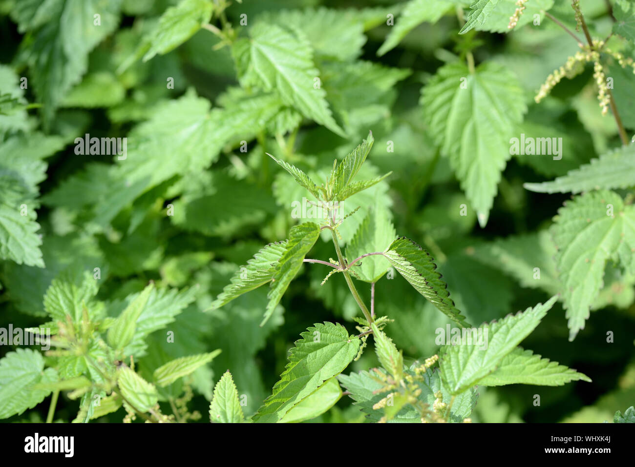 Green nettle in the summer yard close up Stock Photo - Alamy