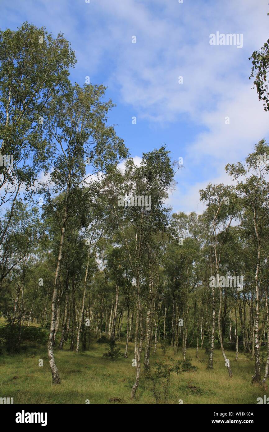 Whitbarrow Scar limestone pavement near Kendal, English Lake District ...