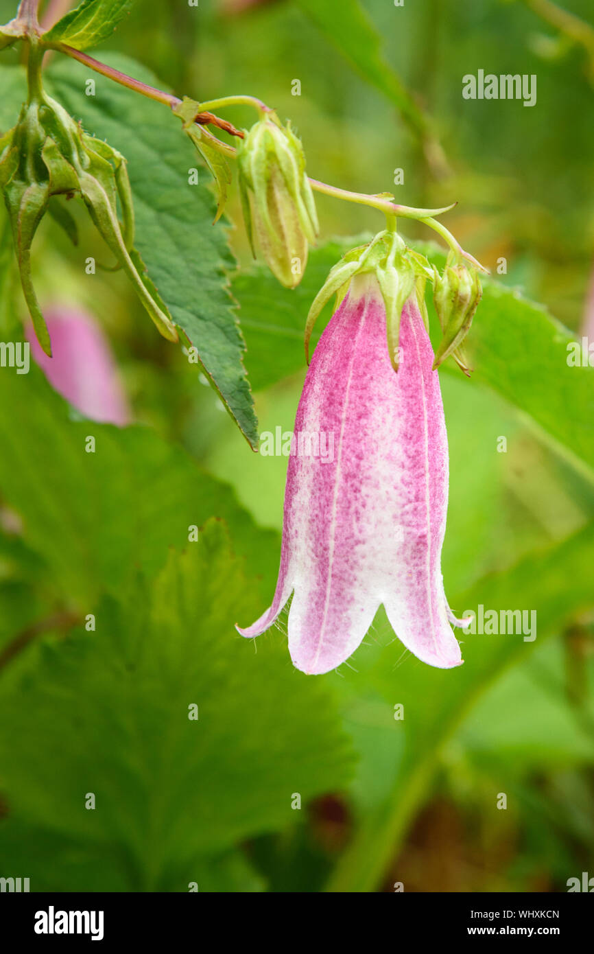 Campanula punctata hi-res stock photography and images - Alamy