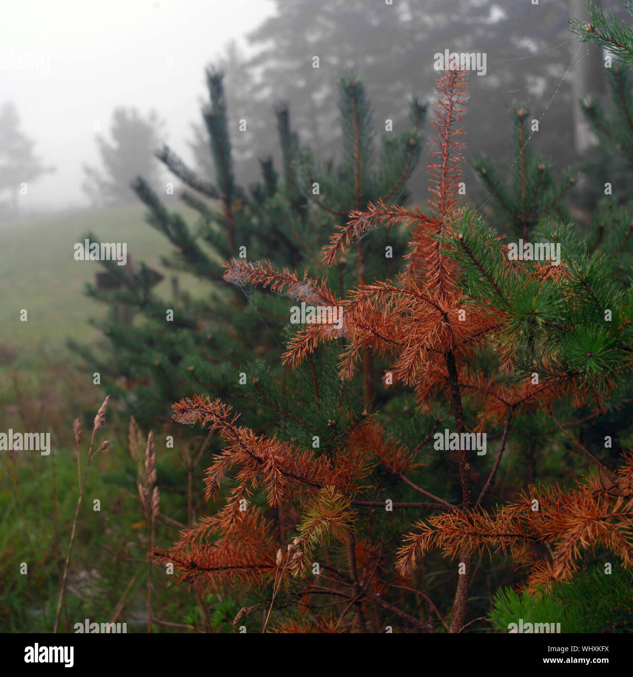 Dry pine tree in the softwood forest, outdoor square composition image ...