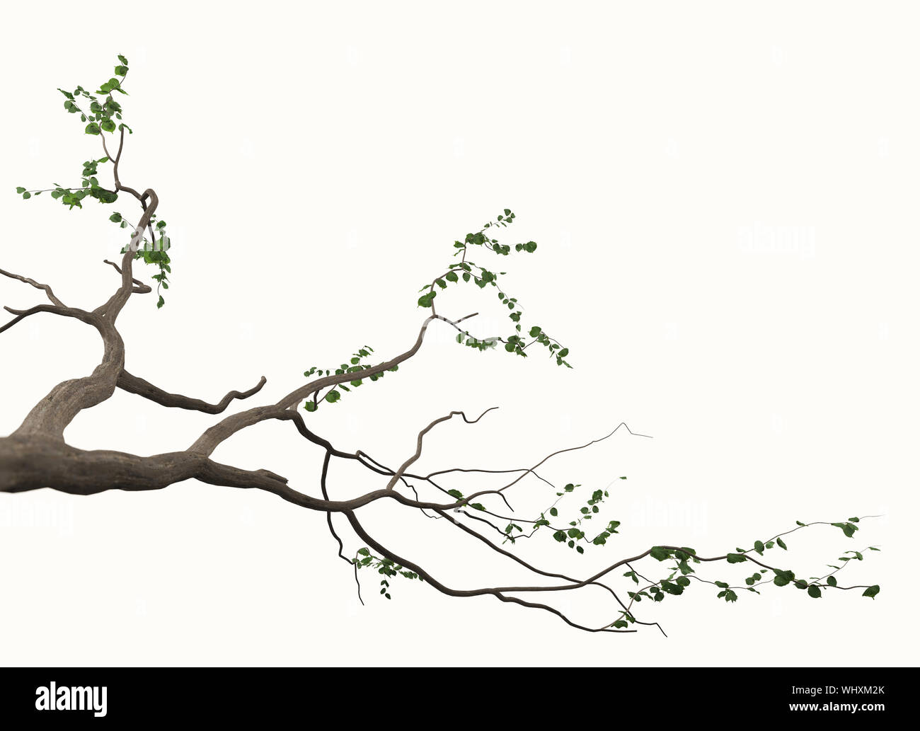Bonsai tree Limb cutout I decoration element Stock Photo - Alamy