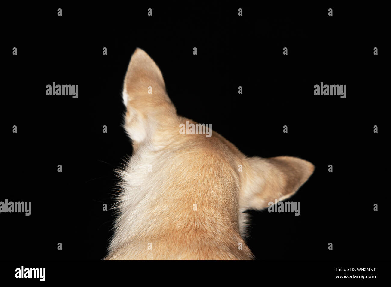 Chihuahua Looking Back Stock Photo - Alamy