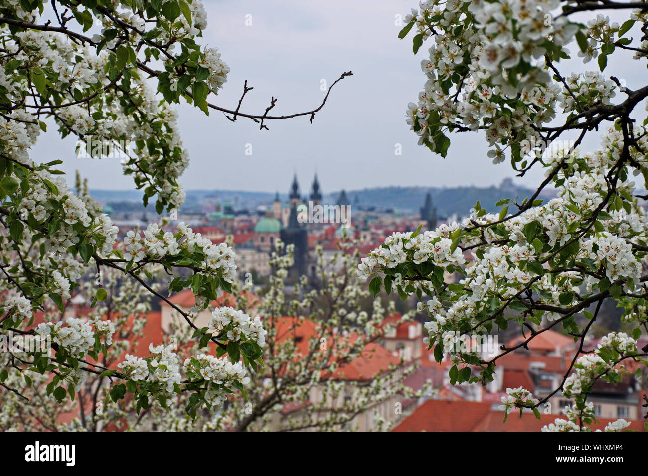 Cityscape of Prague through the trees of Vrtba Gardens Stock Photo - Alamy