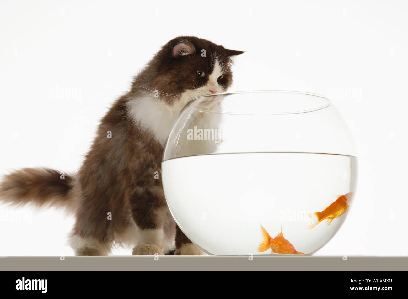 Cat looking at goldfish in a fishbowl against white background Stock ...