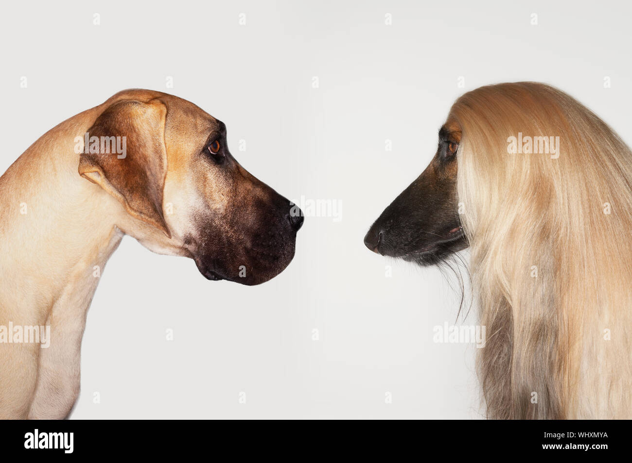 Side view of Great Dane and Afghan hound face to face against white ...