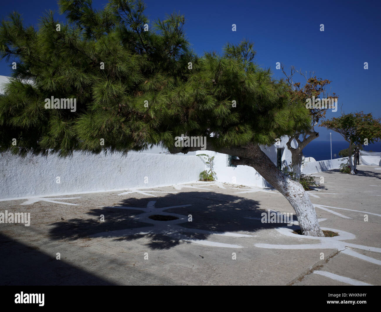 A winded tree Stock Photo - Alamy