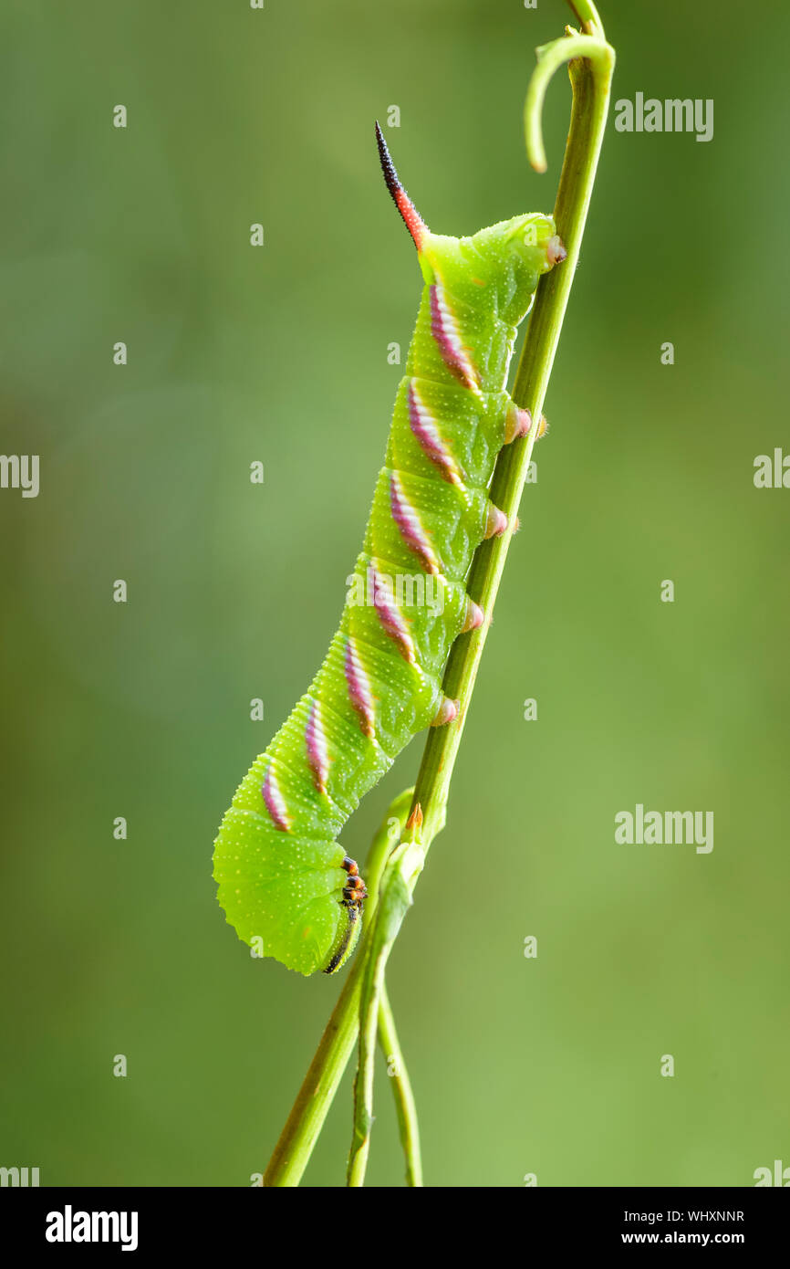 Privet Hawk-moth - Sphinx ligustri, beatiful large hawk-moth from ...