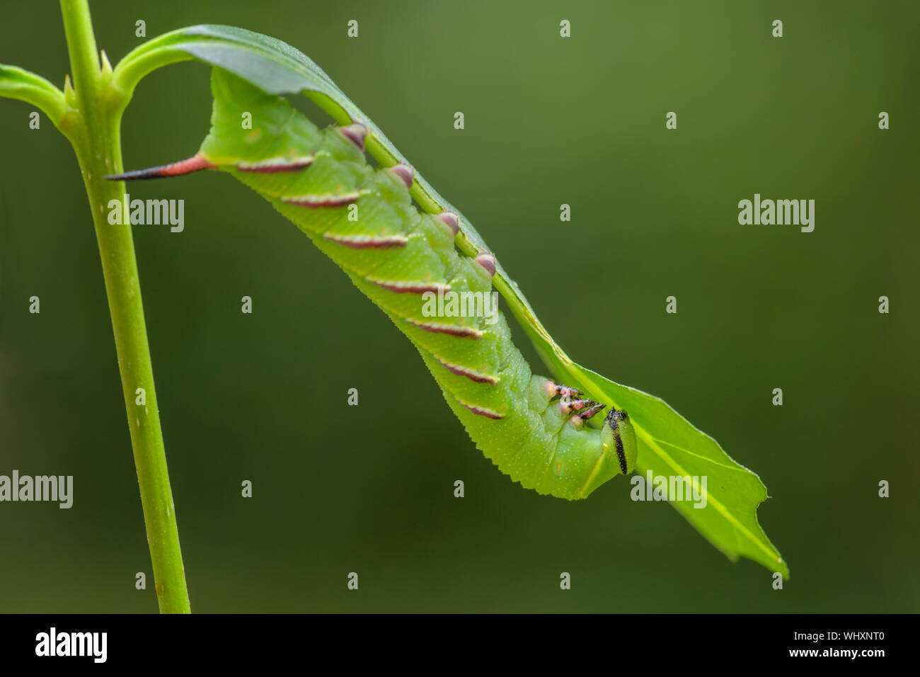 Privet Hawk-moth - Sphinx ligustri, beatiful large hawk-moth from ...
