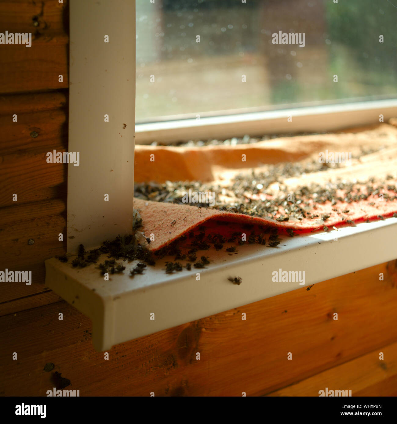 Massive amount of intoxicated flies on the window sill, indoor close-up ...