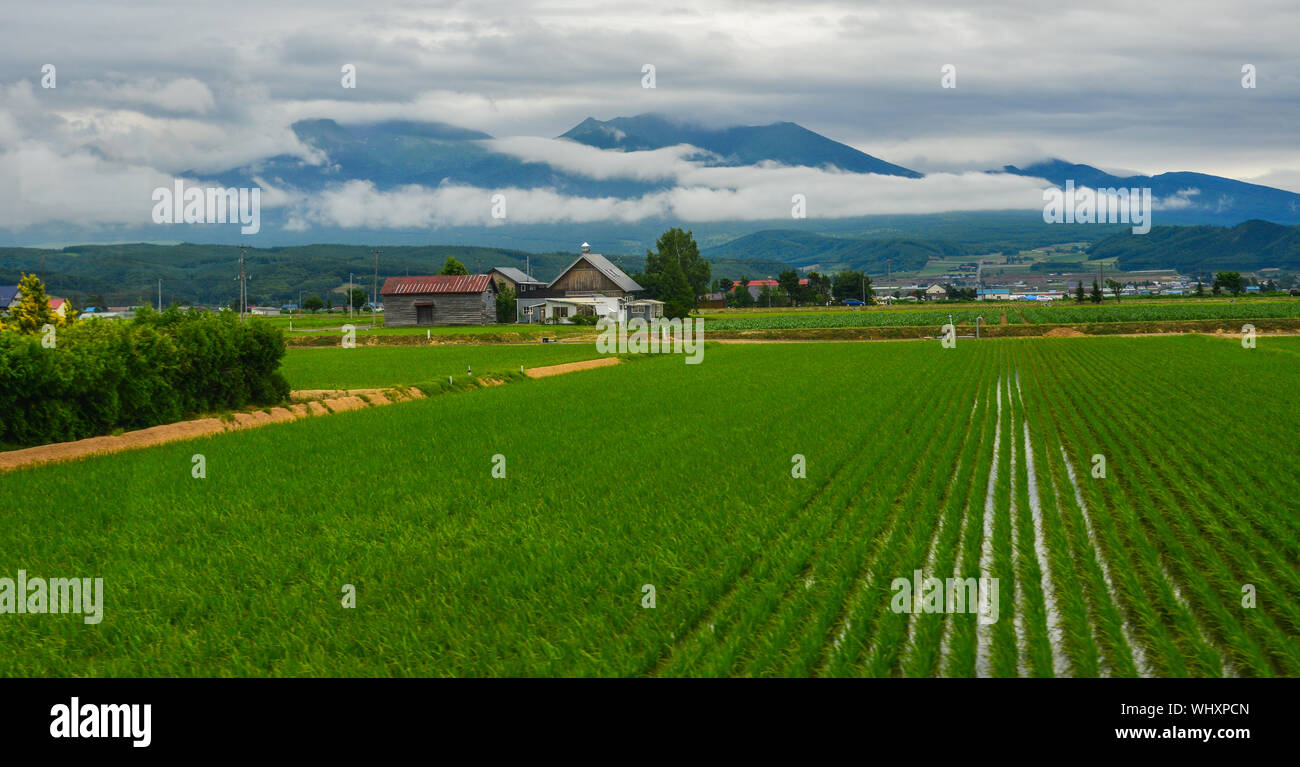 Beautiful rice field in Akita, Japan. Akita rice is so special and ...