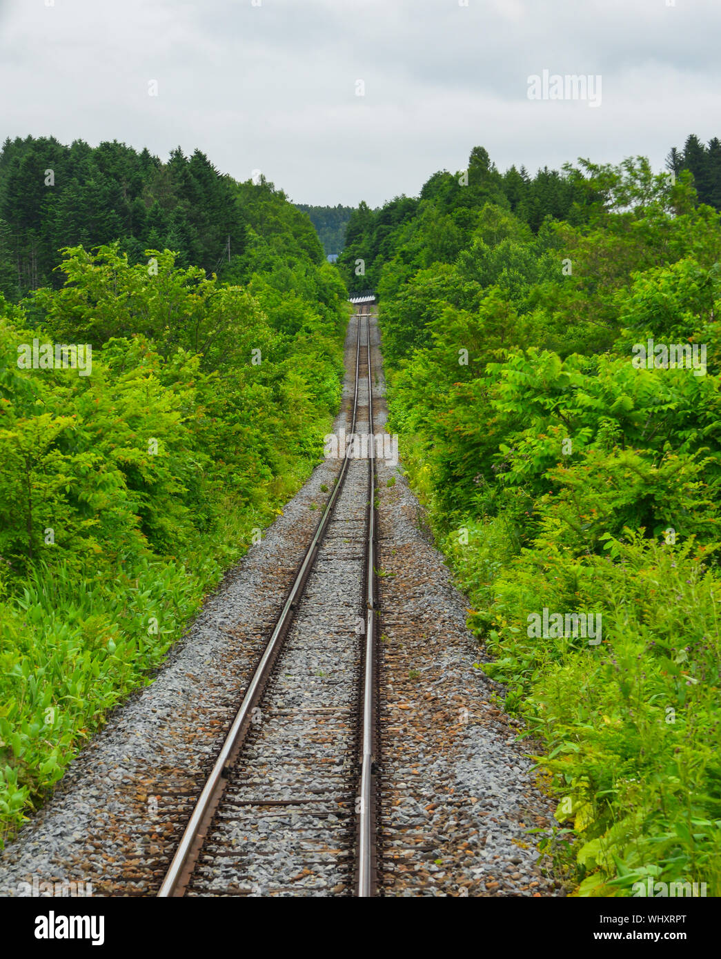 Empty tramway rail tracks with green trees around in Hokkaido, Japan ...