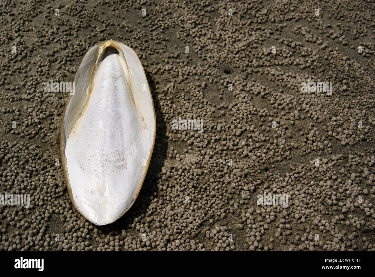 Crab bone hi-res stock photography and images - Alamy
