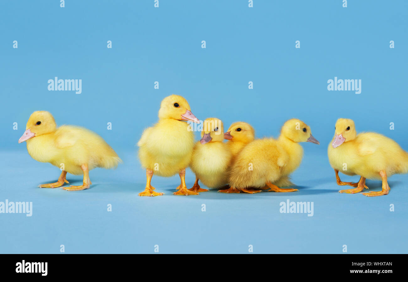 Small group of ducklings against blue background Stock Photo - Alamy