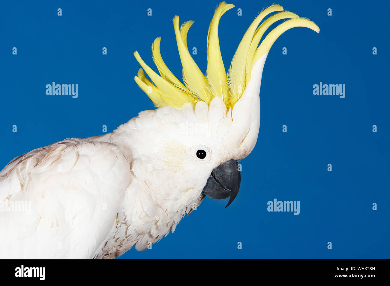 Closeup side view of a cockatoo against blue background Stock Photo - Alamy