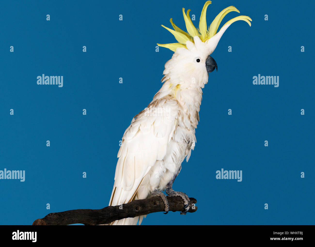 Side view of a cockatoo against blue background Stock Photo - Alamy