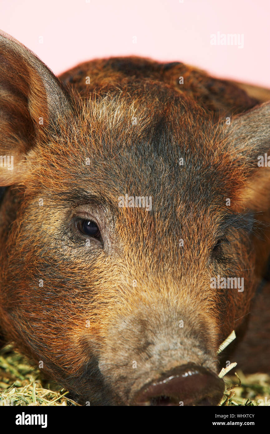 Extreme closeup of a brown pig resting Stock Photo - Alamy