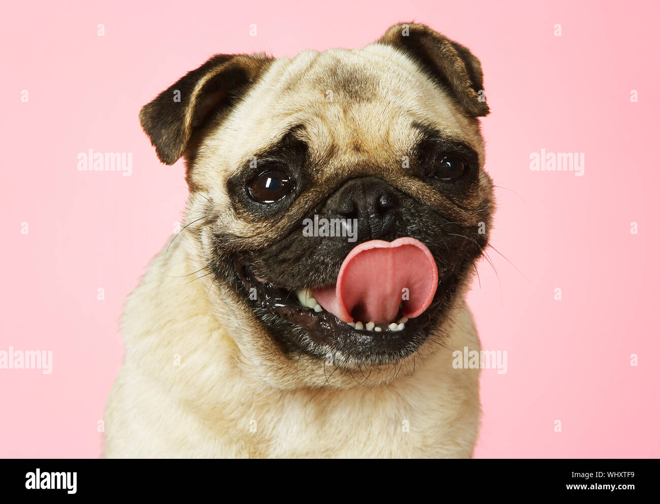 Closeup portrait of a cute pug sticking out tongue against pink ...