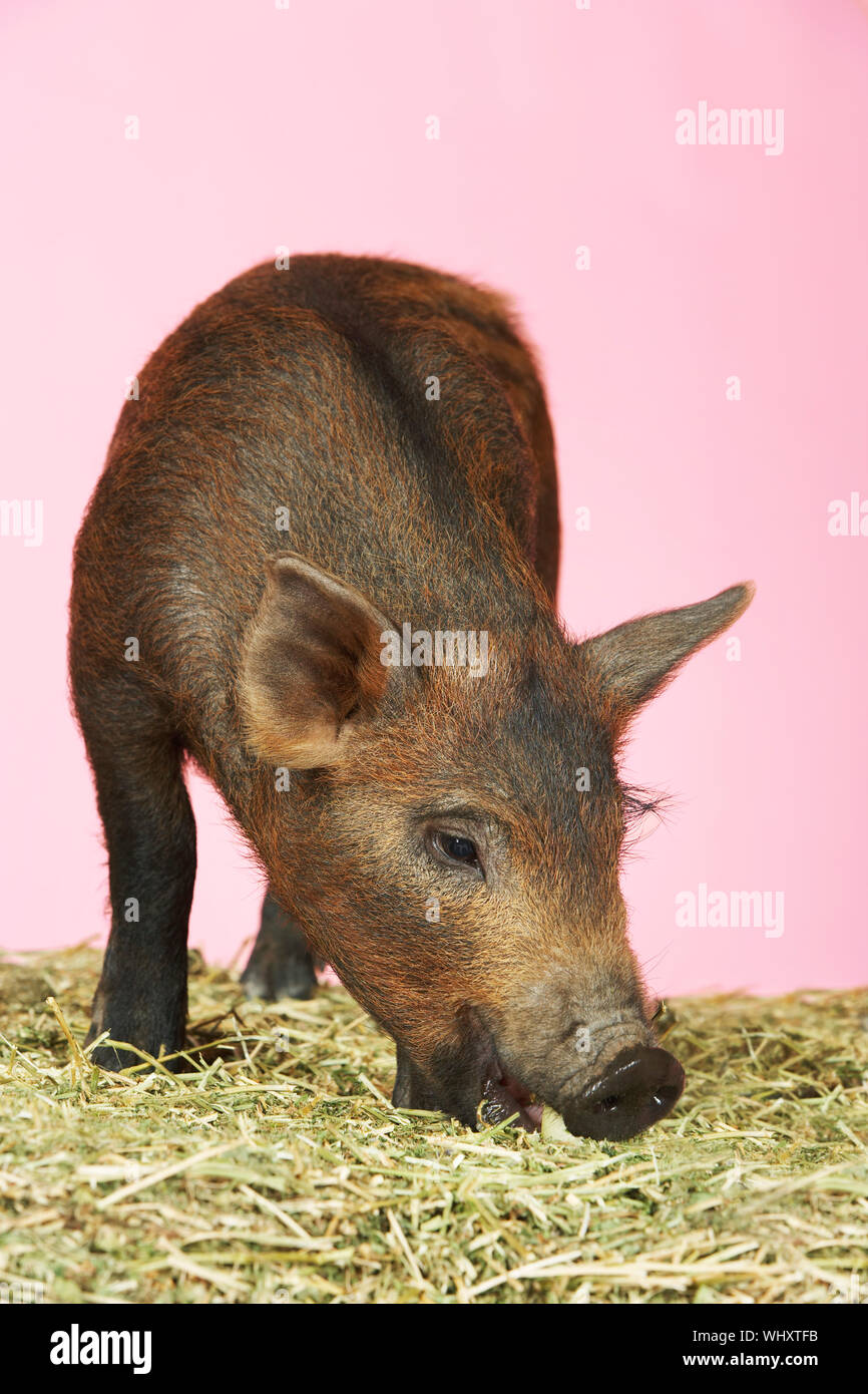 Closeup of a brown pig sniffing food on hay against pink background ...