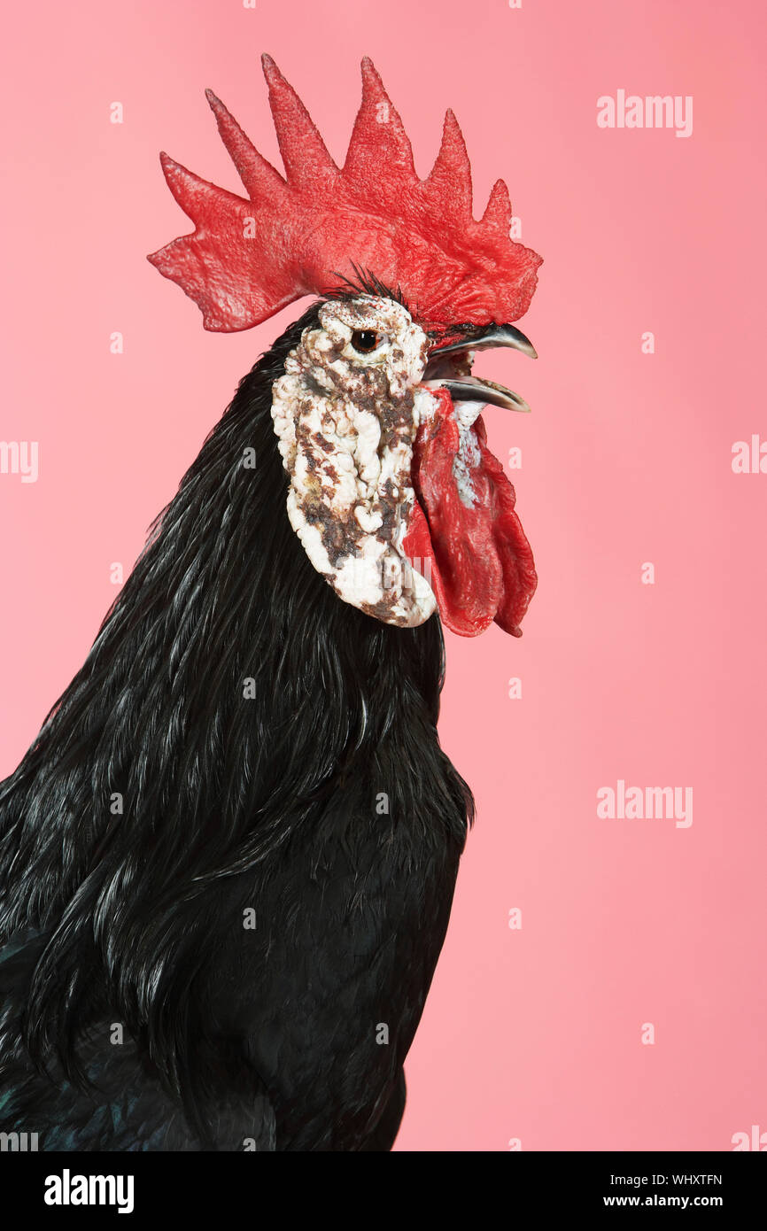 Closeup side view of a rooster crowing against pink background Stock ...