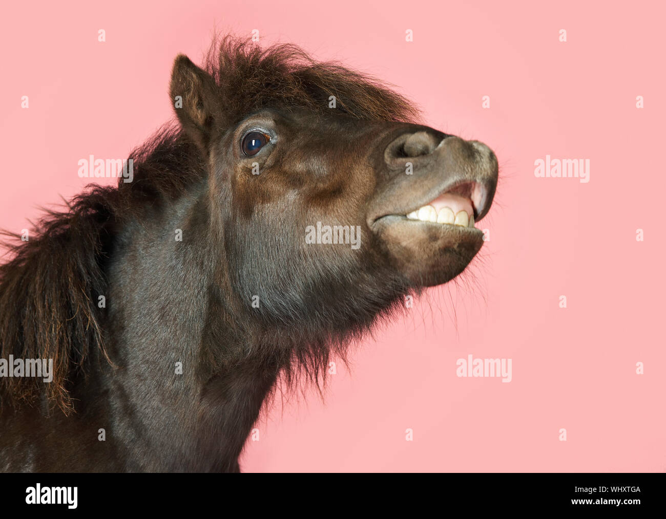 Closeup of a snarling horse against pink background Stock Photo - Alamy