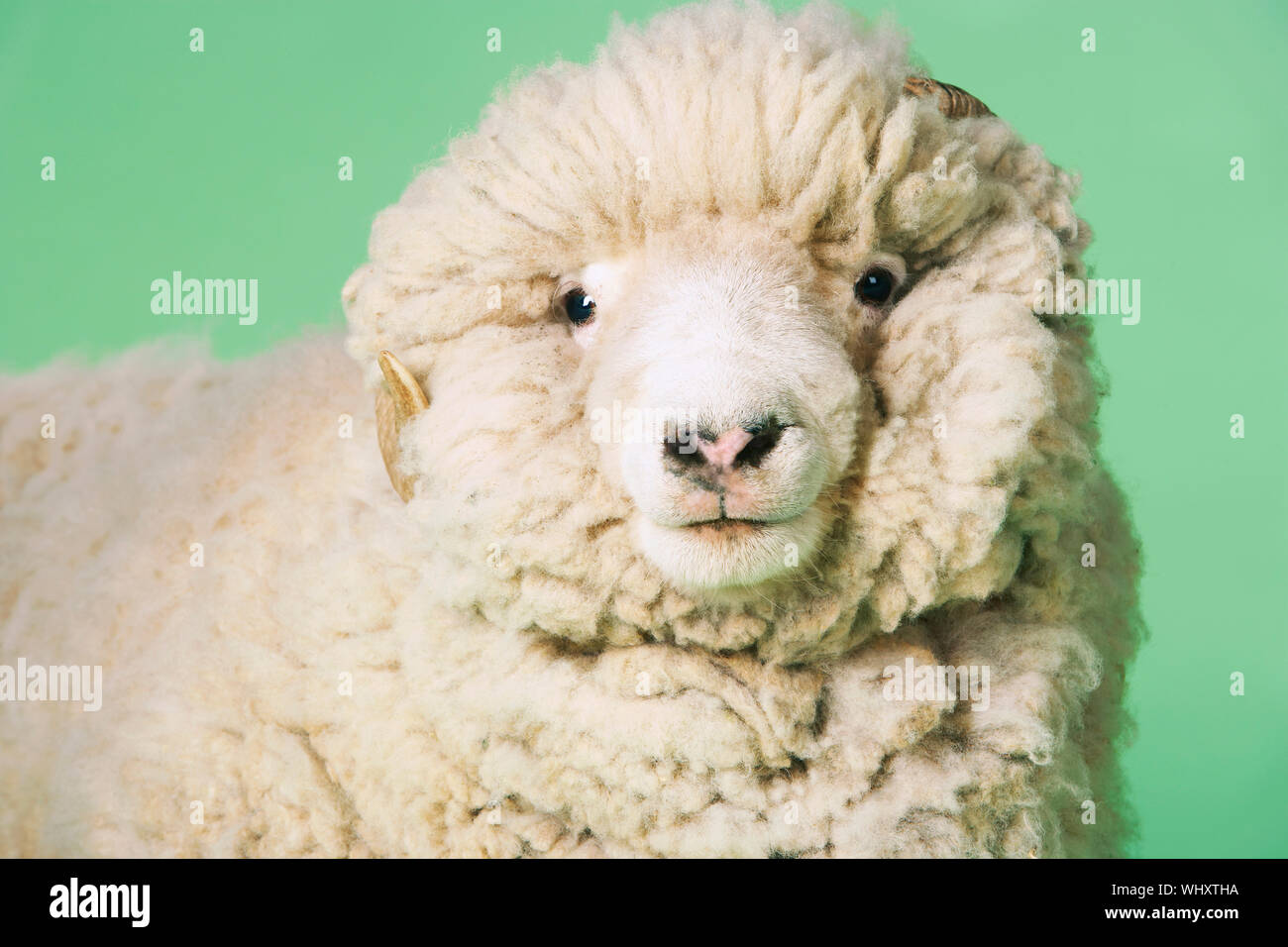 Closeup portrait of ram against green background Stock Photo - Alamy