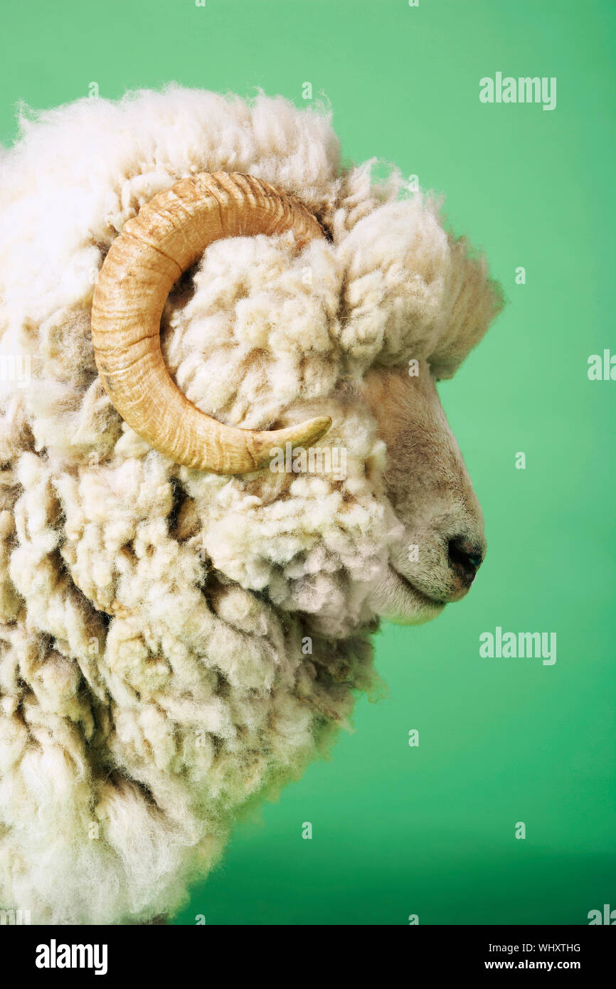 Closeup side view of ram against green background Stock Photo - Alamy