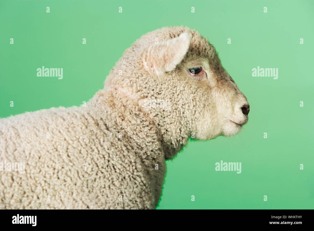 Side view of a lamb standing against green background Stock Photo - Alamy