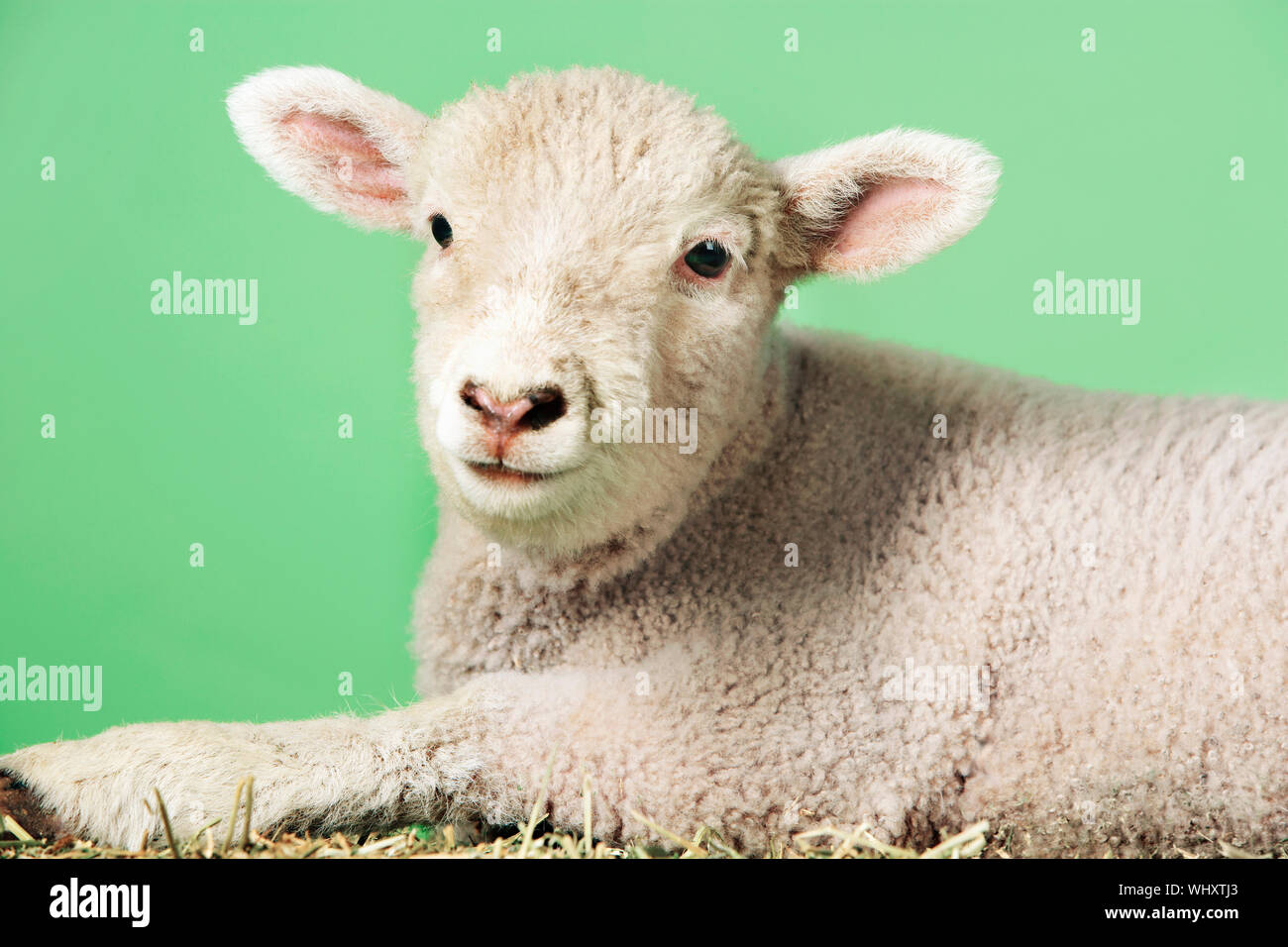 Side view of a lamb against green background Stock Photo - Alamy